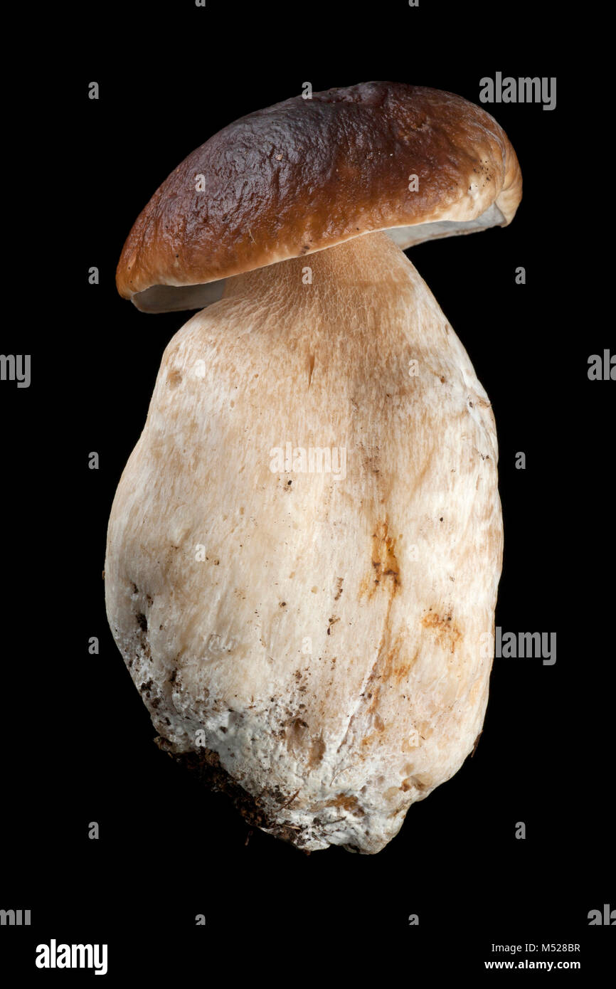 Studio picture of a single cep or penny bun fungus, Boletus edulis, on ...