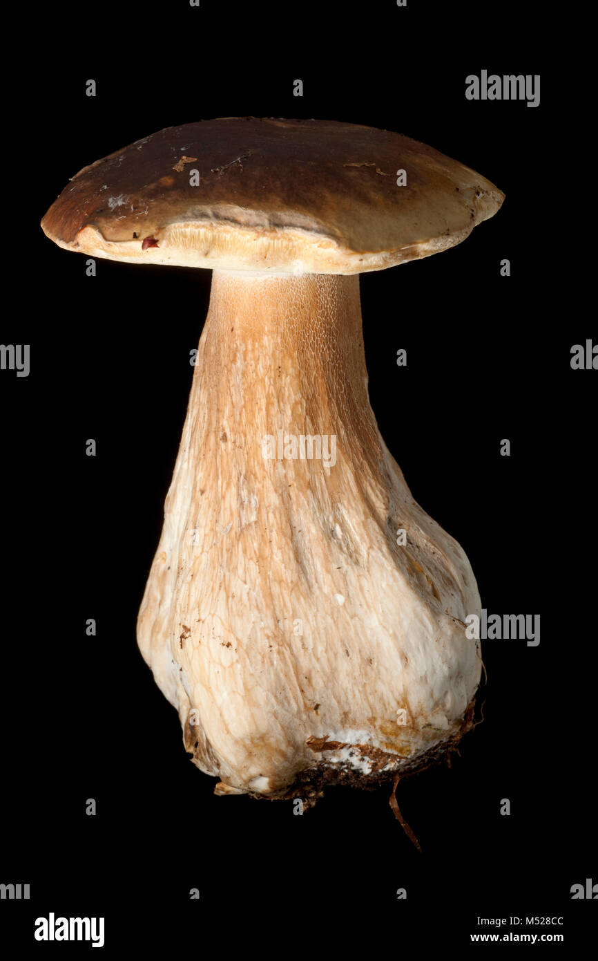Studio picture of a single cep or penny bun fungi, Boletus edulis, on ...