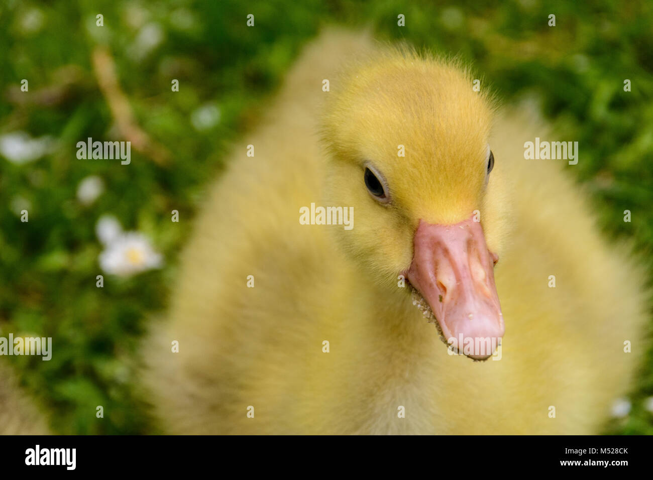baby goose in meadow Stock Photo - Alamy