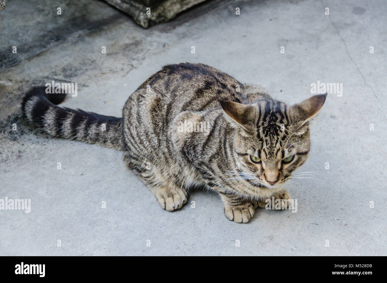 White toed cat hi-res stock photography and images - Alamy