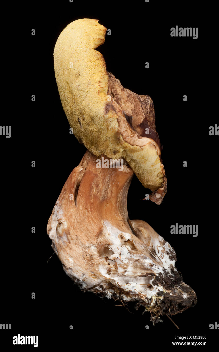 Studio picture of a single cep or penny bun fungi on black background ...