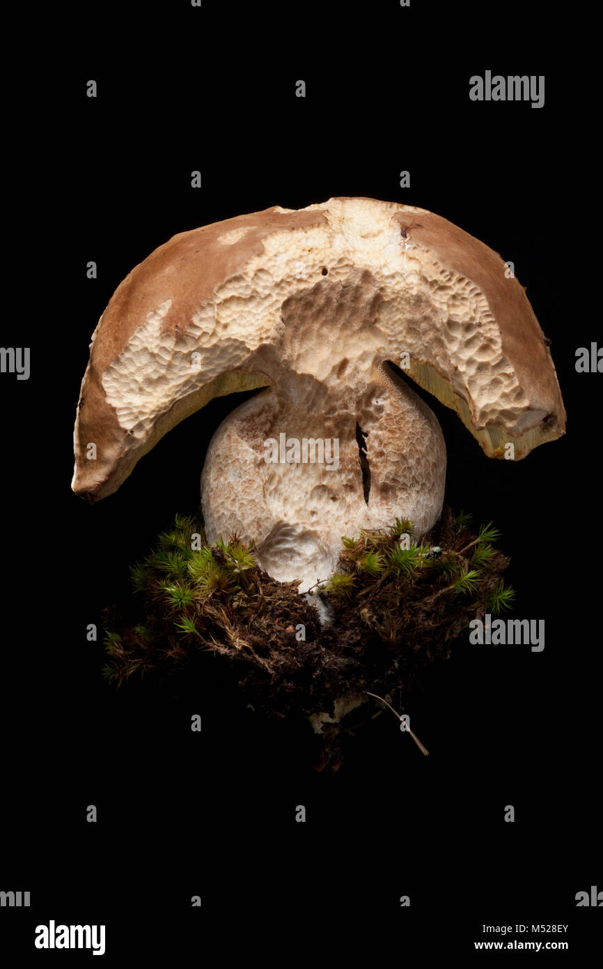 Studio picture of a single cep or penny bun fungus, Boletus edulis, on ...