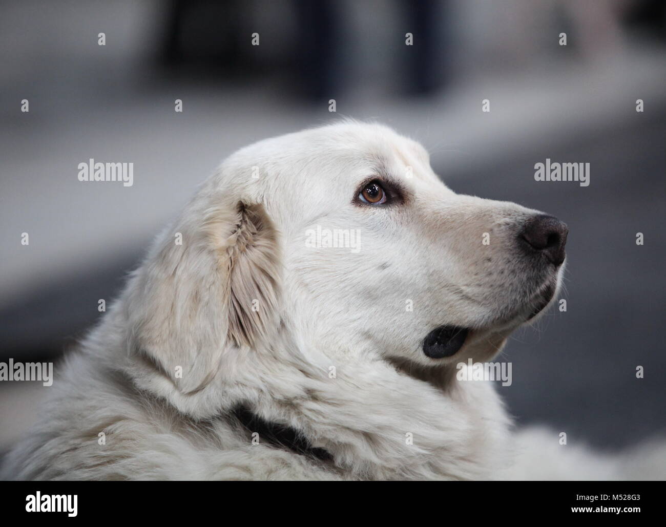 Head of a large white dog side view Stock Photo - Alamy