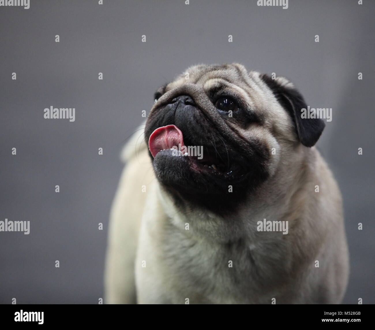 Standing pug portrait hi-res stock photography and images - Alamy