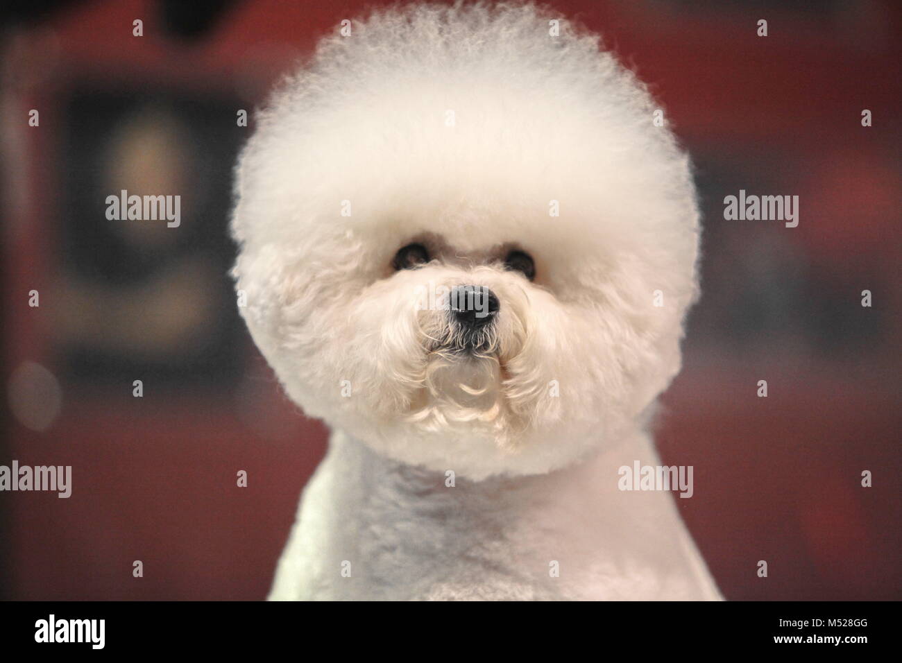 Bichon Frise Cut Styles
