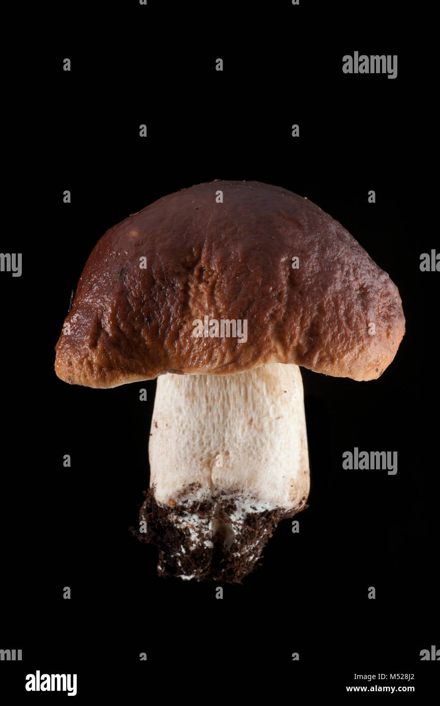 Studio picture of a single cep or penny bun fungus, Boletus edulis, on ...