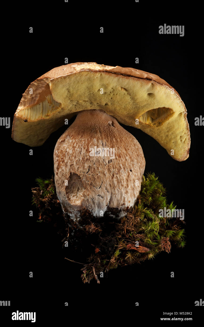 Studio picture of a single cep or penny bun fungus, Boletus edulis, on ...
