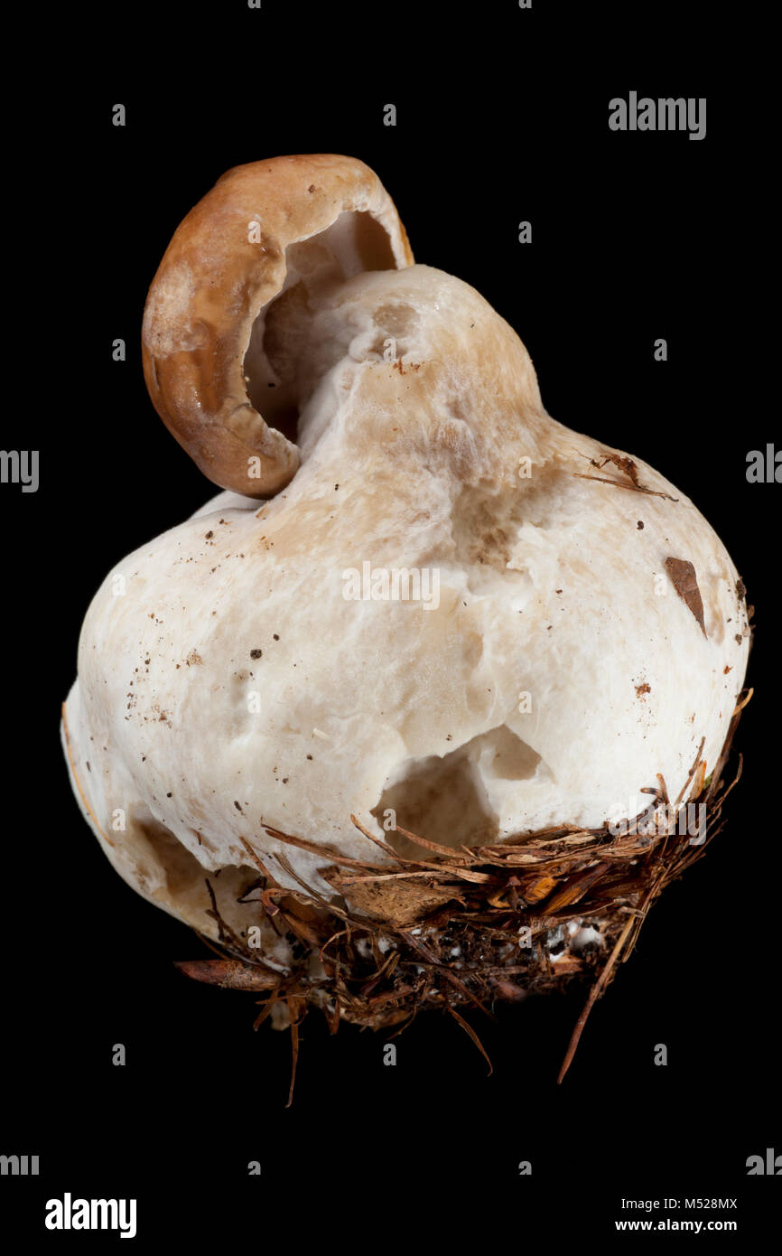 Studio picture of a single cep or penny bun fungi, Boletus edulis, on ...