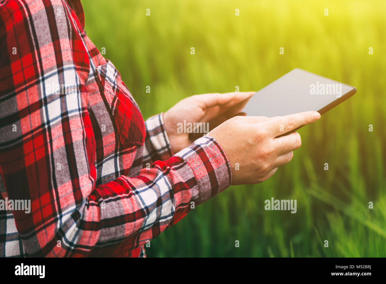 Female farmer using tablet computer in wheat crop field, concept of ...