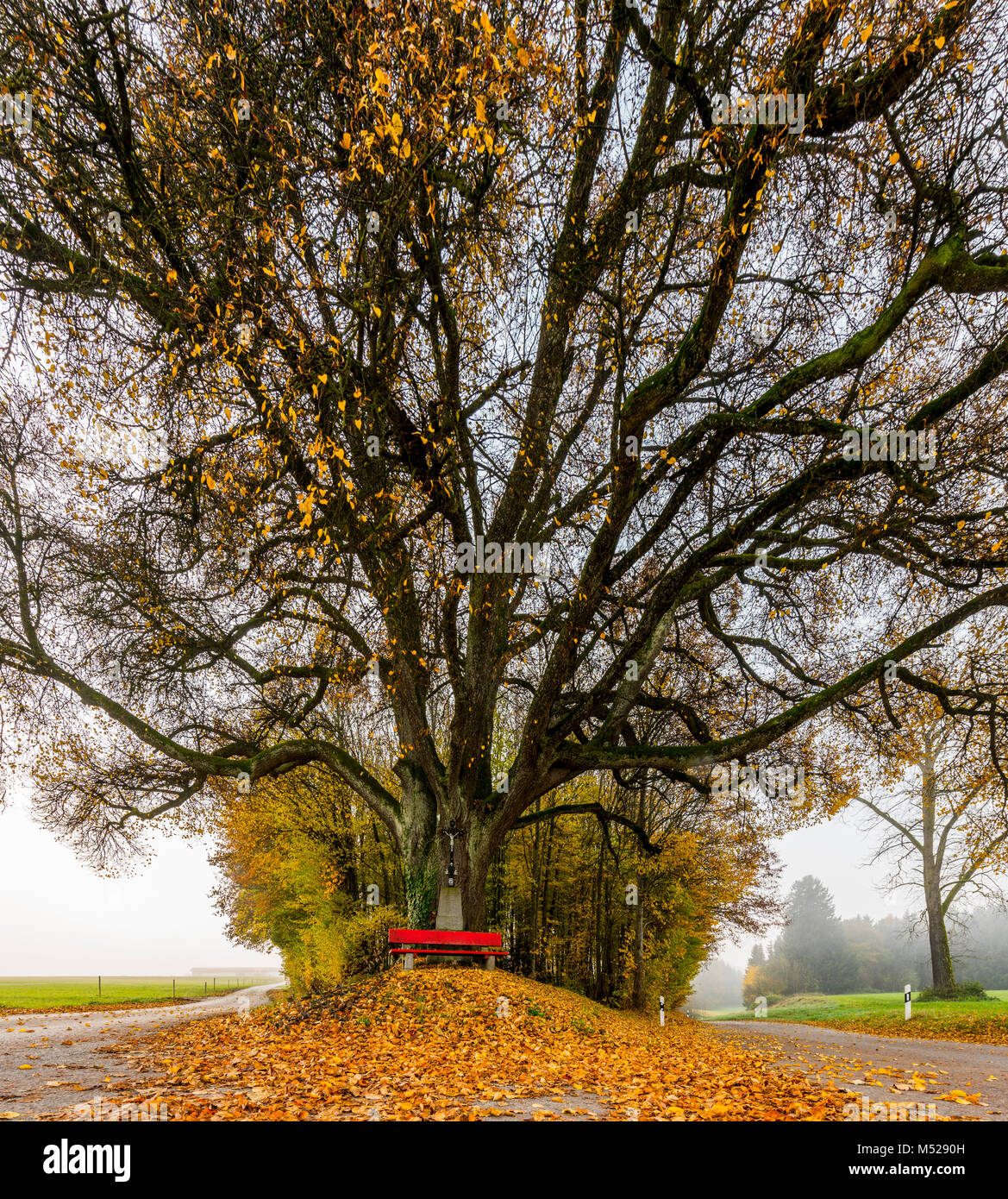 Linden tree (Tilia) with park bench and autumn leaves,Mindelheim ...