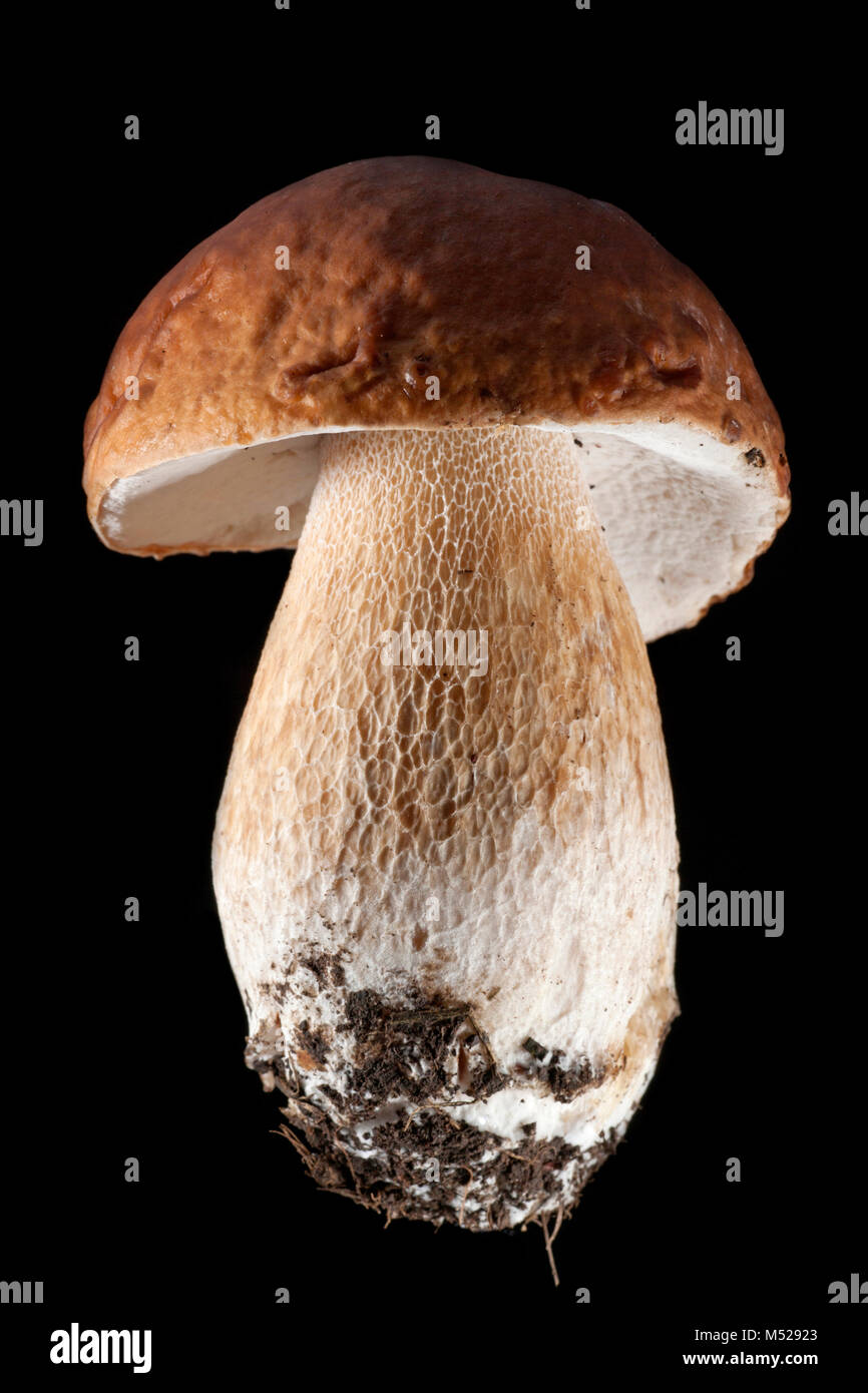 Studio picture of a single cep or penny bun fungus, Boletus edulis, on ...