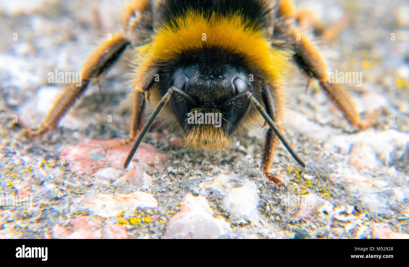 Social bumblebee hi-res stock photography and images - Alamy