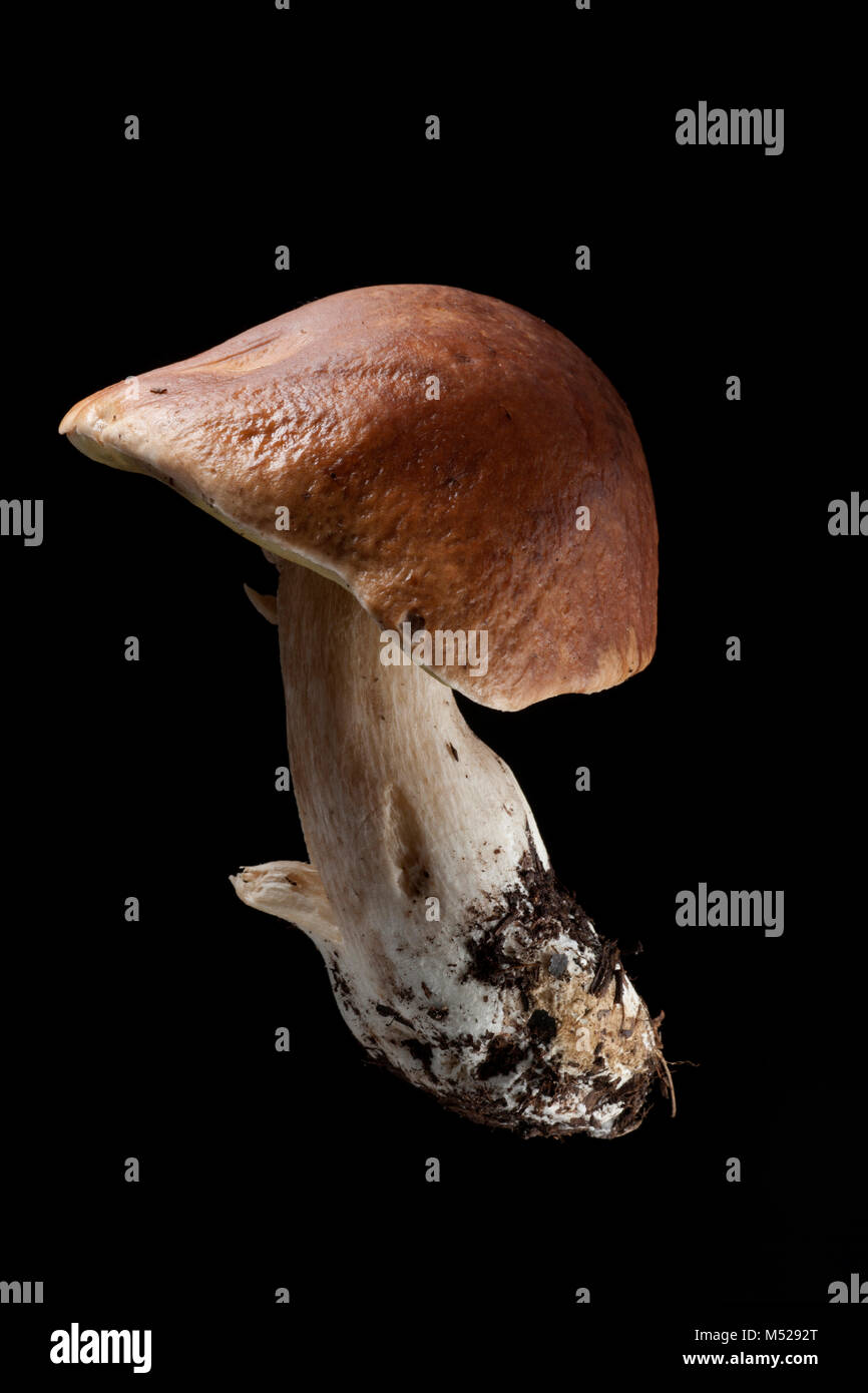 Studio picture of a single cep or penny bun fungi on black background ...