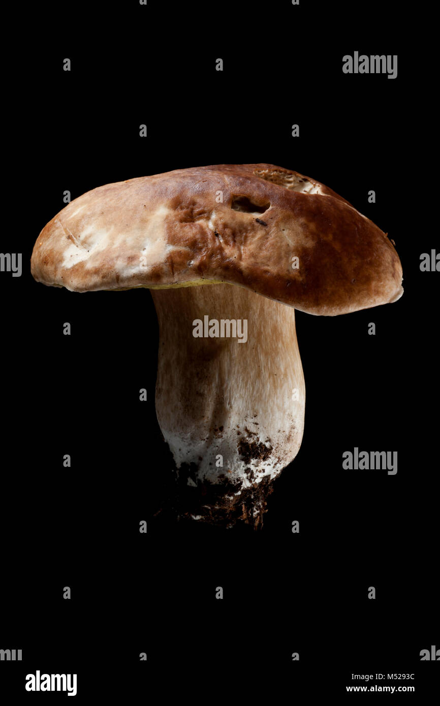 Studio picture of a single cep or penny bun fungus, Boletus edulis, on ...