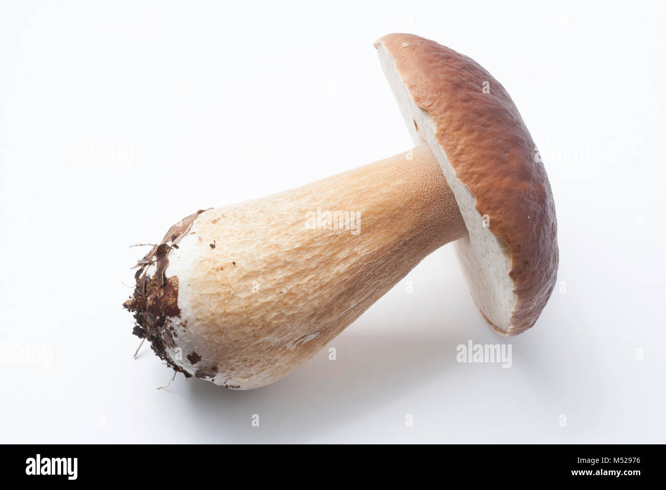 Cep or penny bun fungi, studio pictures on white background. Hampshire ...
