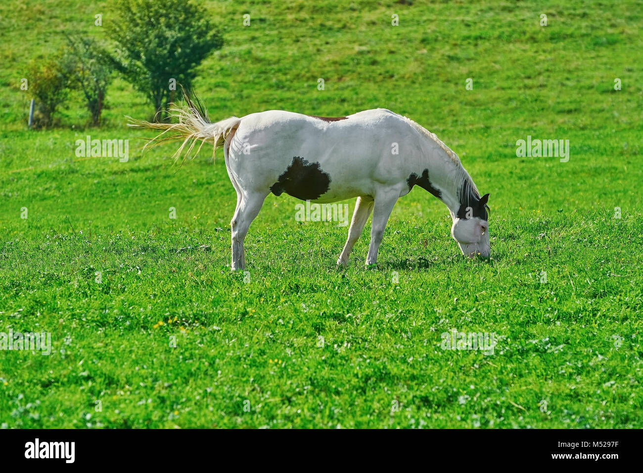 Horse plot hi-res stock photography and images - Alamy