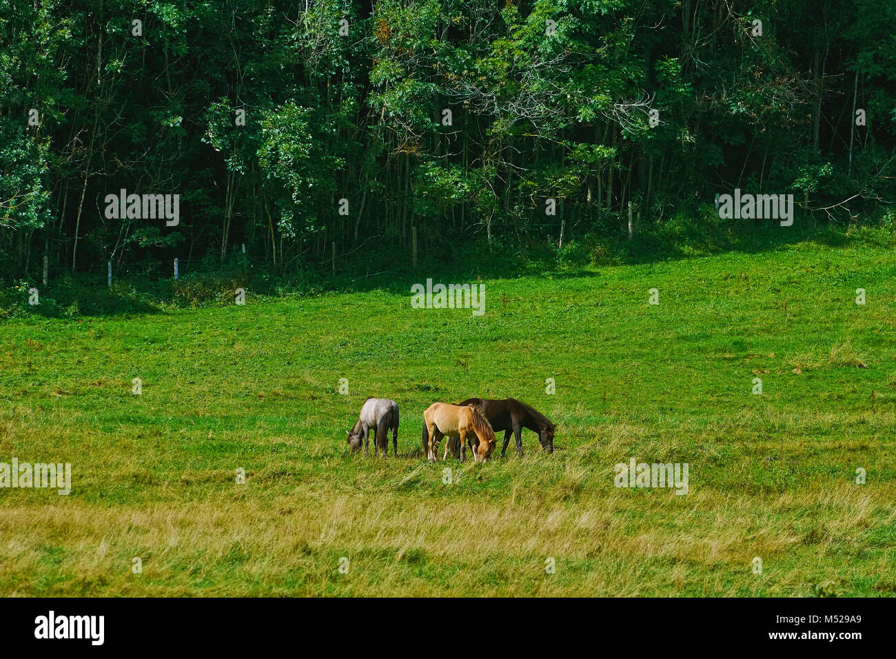 Grass Pasture Sward High Resolution Stock Photography and Images - Alamy
