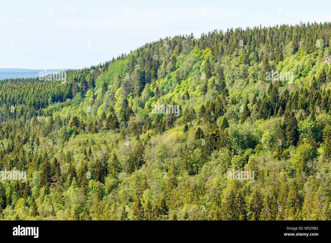 Coniferous forest landscape view in the summer Stock Photo - Alamy