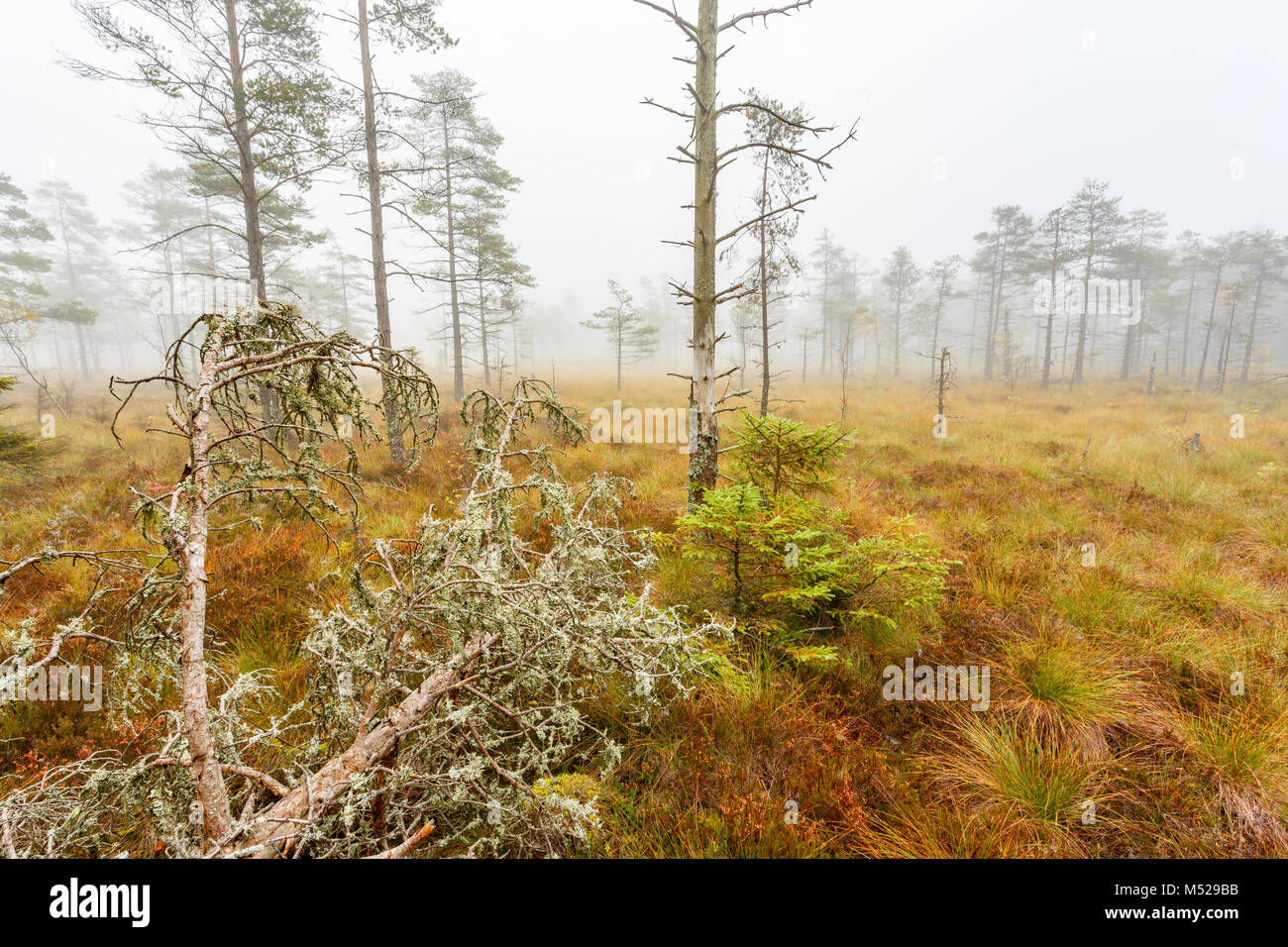 Boreal Conifers High Resolution Stock Photography and Images - Alamy