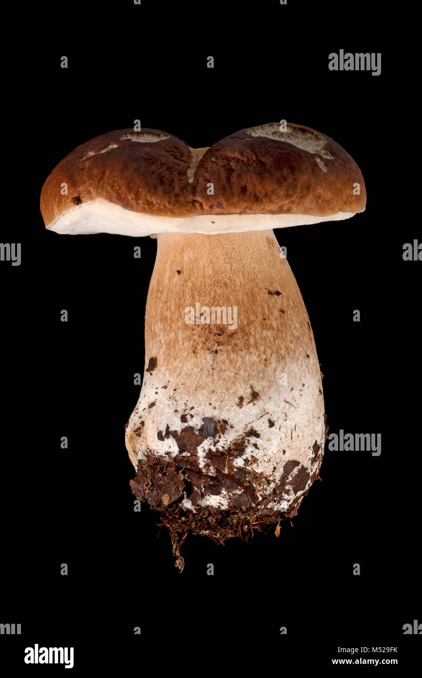 Studio picture of a single cep or penny bun fungus, Boletus edulis, on ...