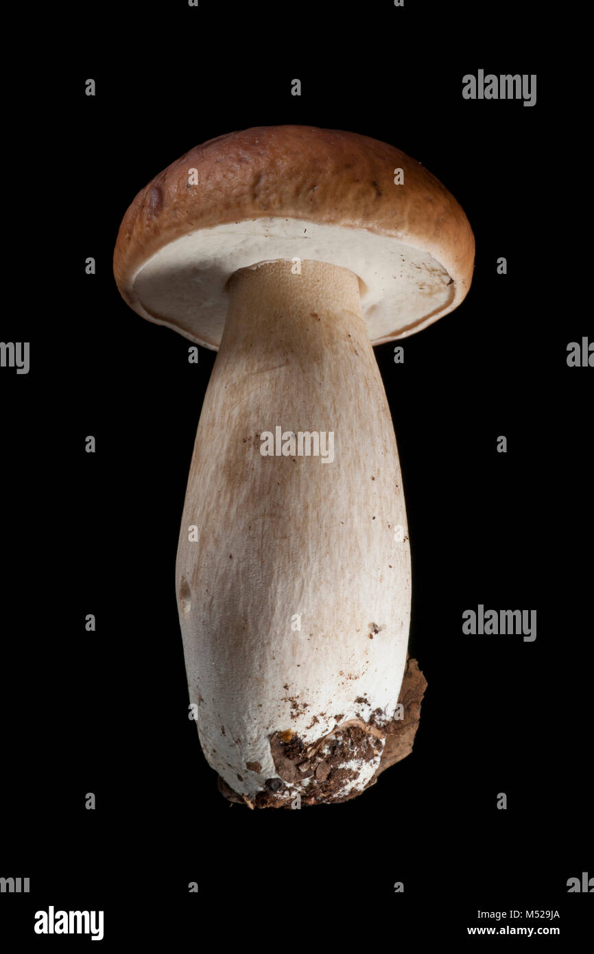 Studio picture of a single cep or penny bun fungus, Boletus edulis, on ...