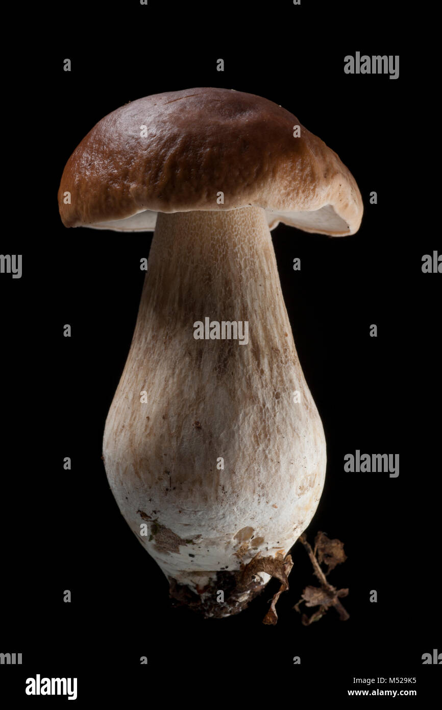 Studio picture of a single cep or penny bun fungi on black background ...