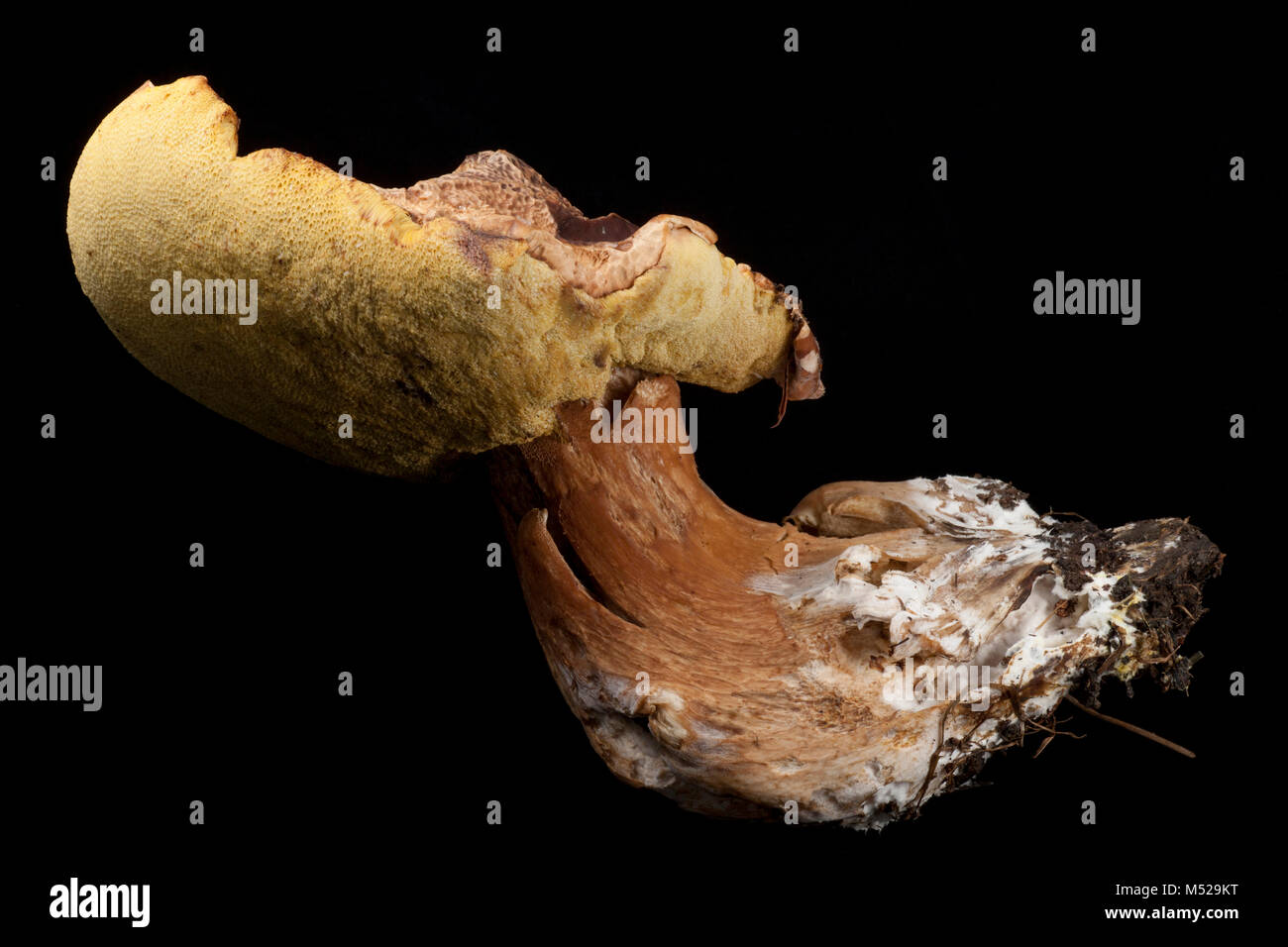 Studio picture of a single cep or penny bun fungus, Boletus edulis, on ...