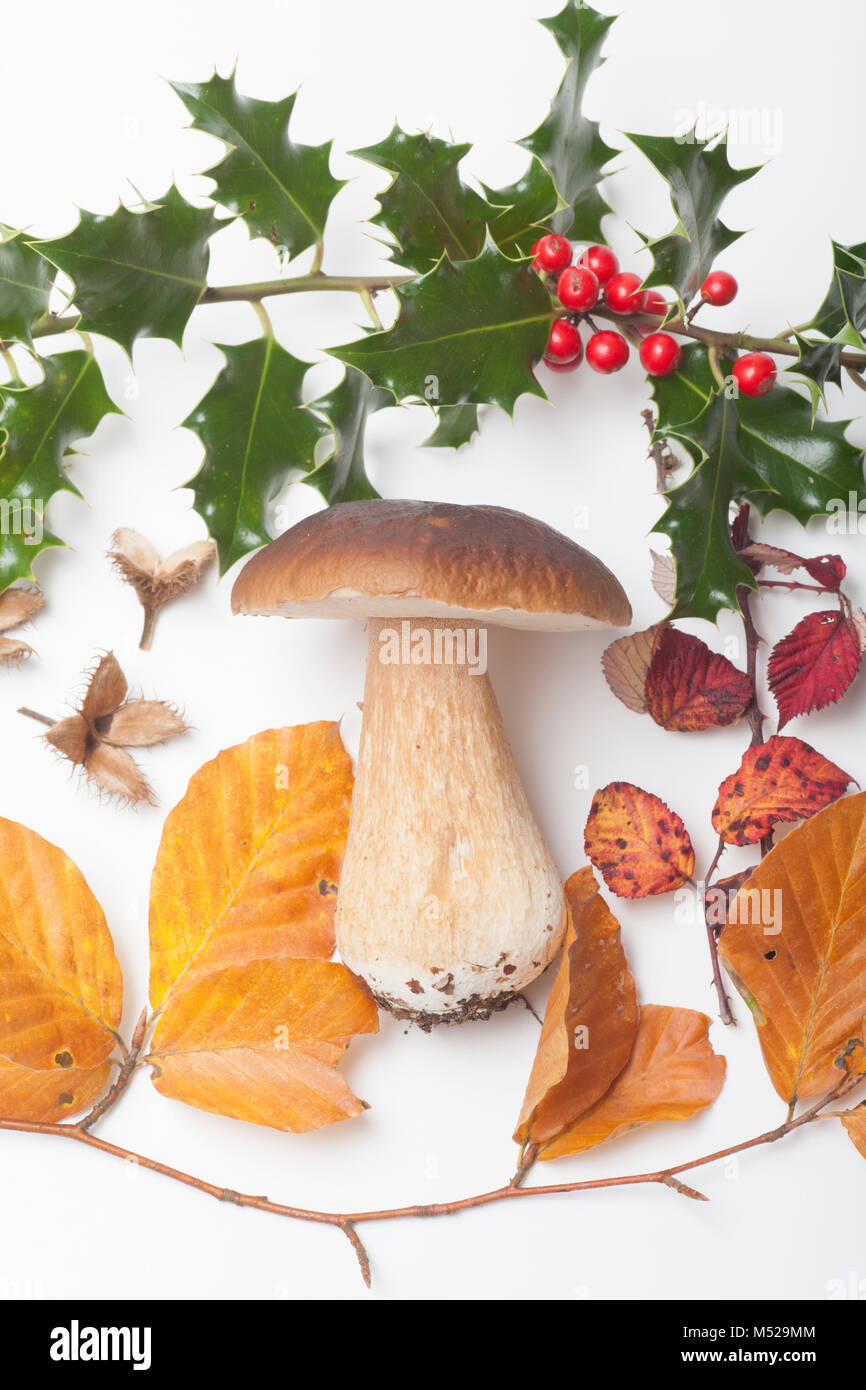 Cep or penny bun fungi, studio pictures on white background. Hampshire ...