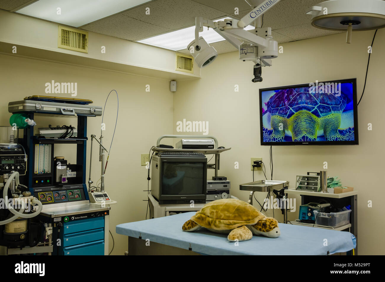 Operating room with stuffed turtle toy on the operating table where sea ...