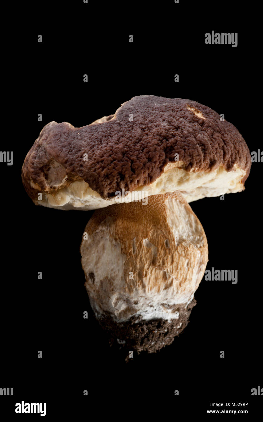 Studio picture of a single cep or penny bun fungus, Boletus edulis, on ...