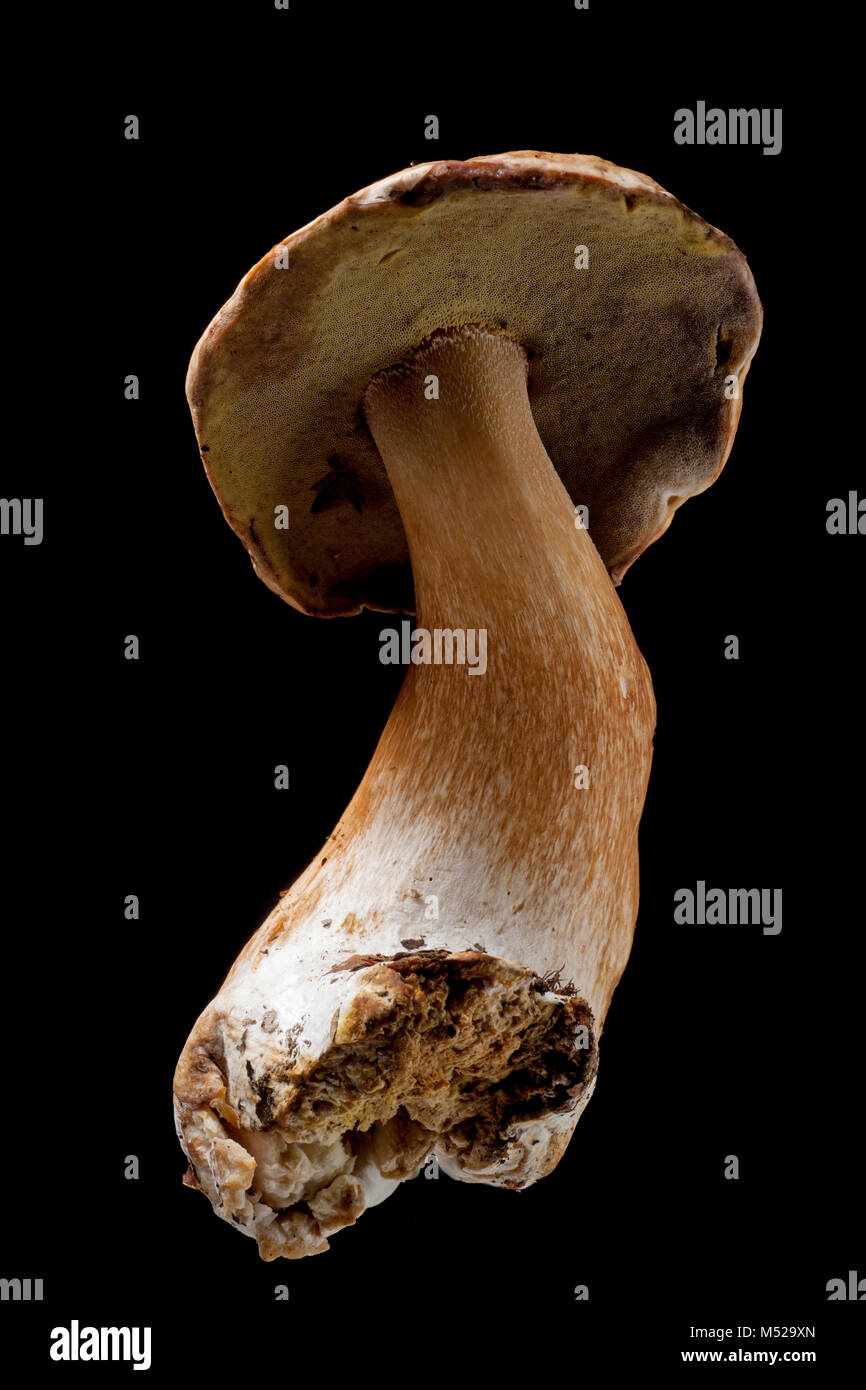 Studio picture of a single cep or penny bun fungus, Boletus edulis, on ...
