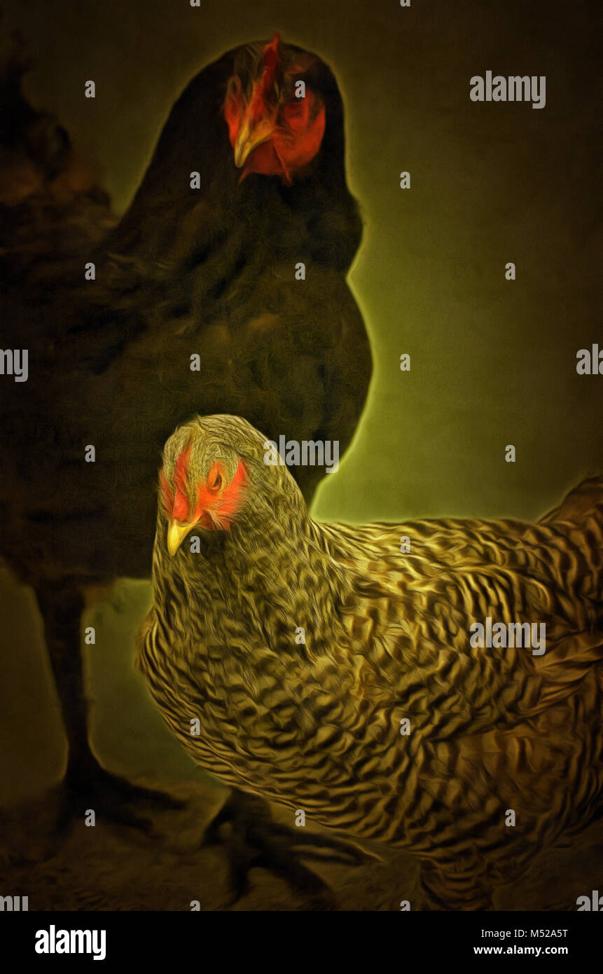 Italian rooster hi-res stock photography and images - Alamy