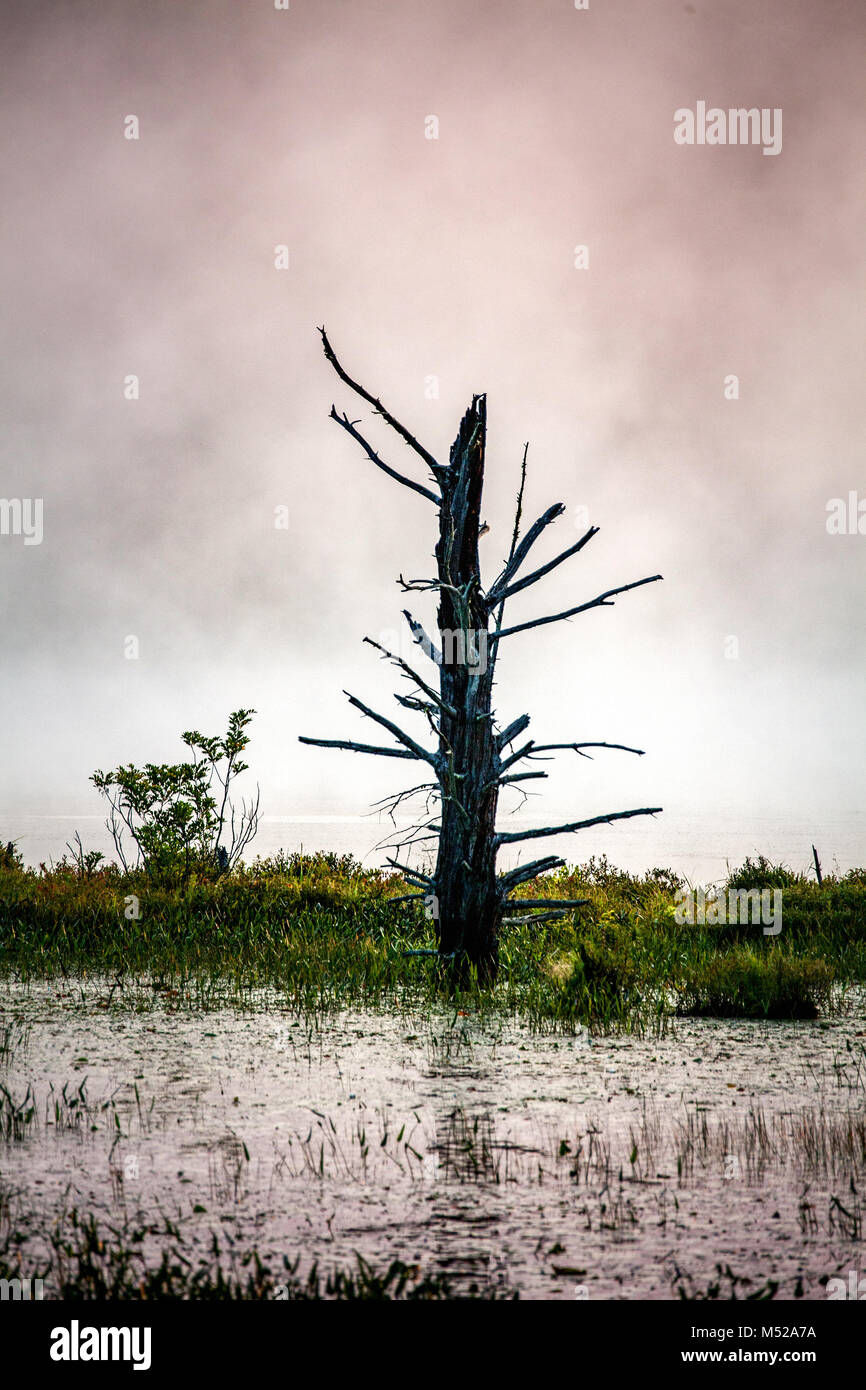 Dead tree hi-res stock photography and images - Alamy