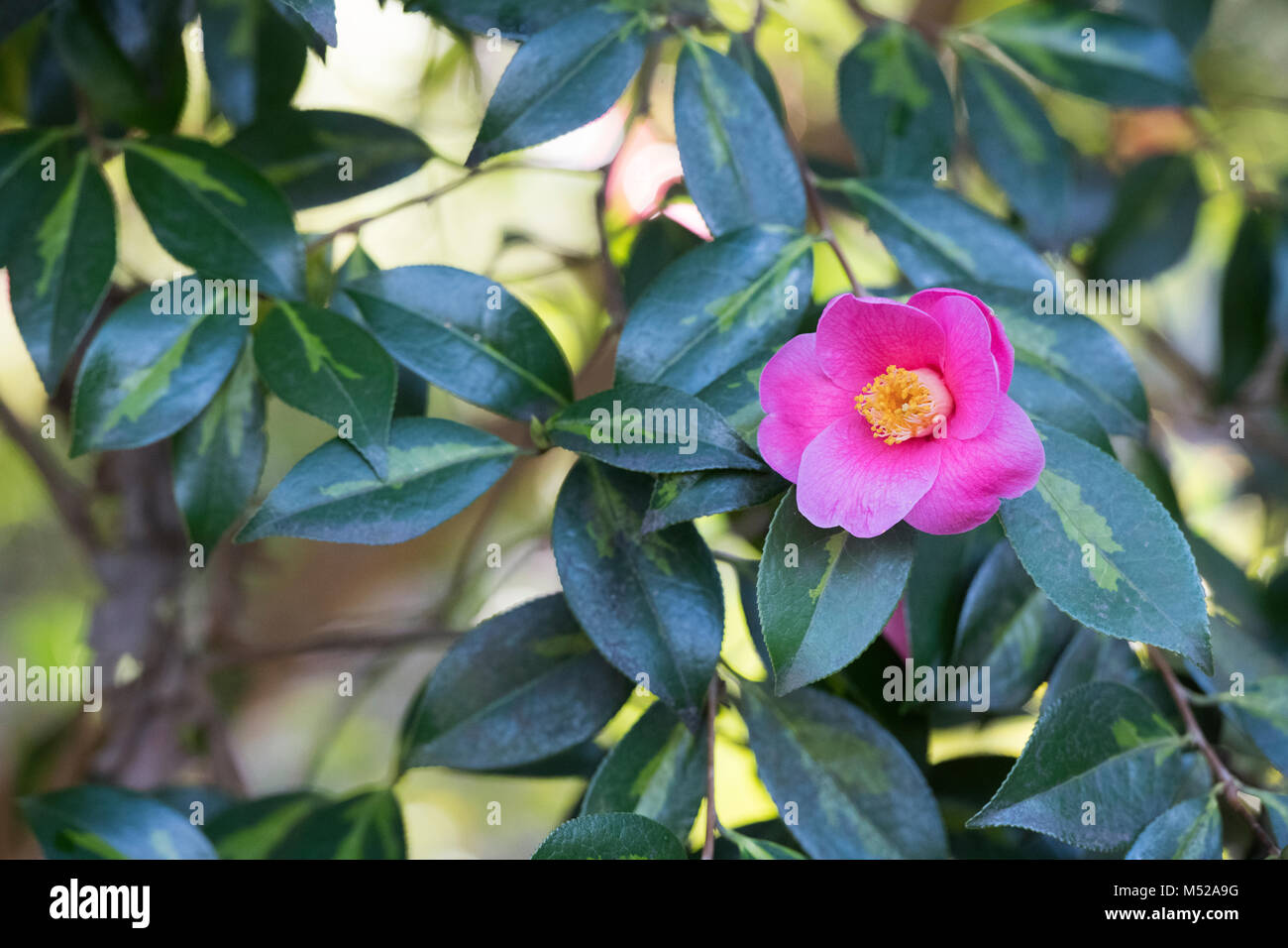 Camellia × williamsii ‘Golden spangles' flowering in february. UK Stock ...