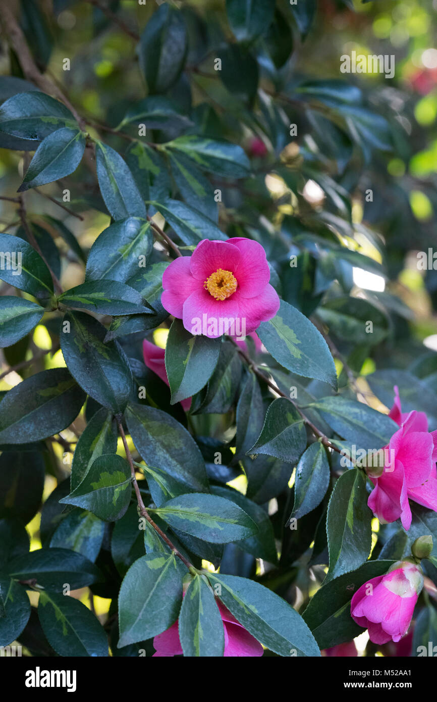 Camellia × williamsii ‘Golden spangles' flowering in february. UK Stock ...