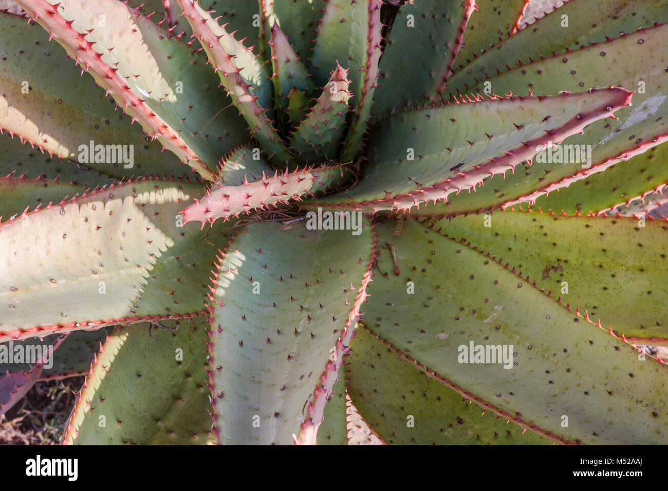 Aloe ferox leaves Stock Photo - Alamy