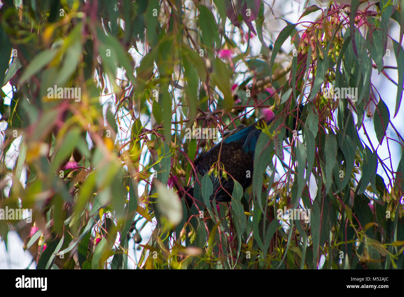 Tui bird hi-res stock photography and images - Alamy