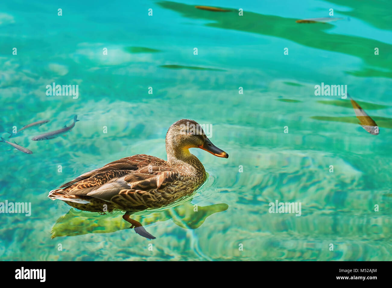 Duck on the Lake Stock Photo - Alamy