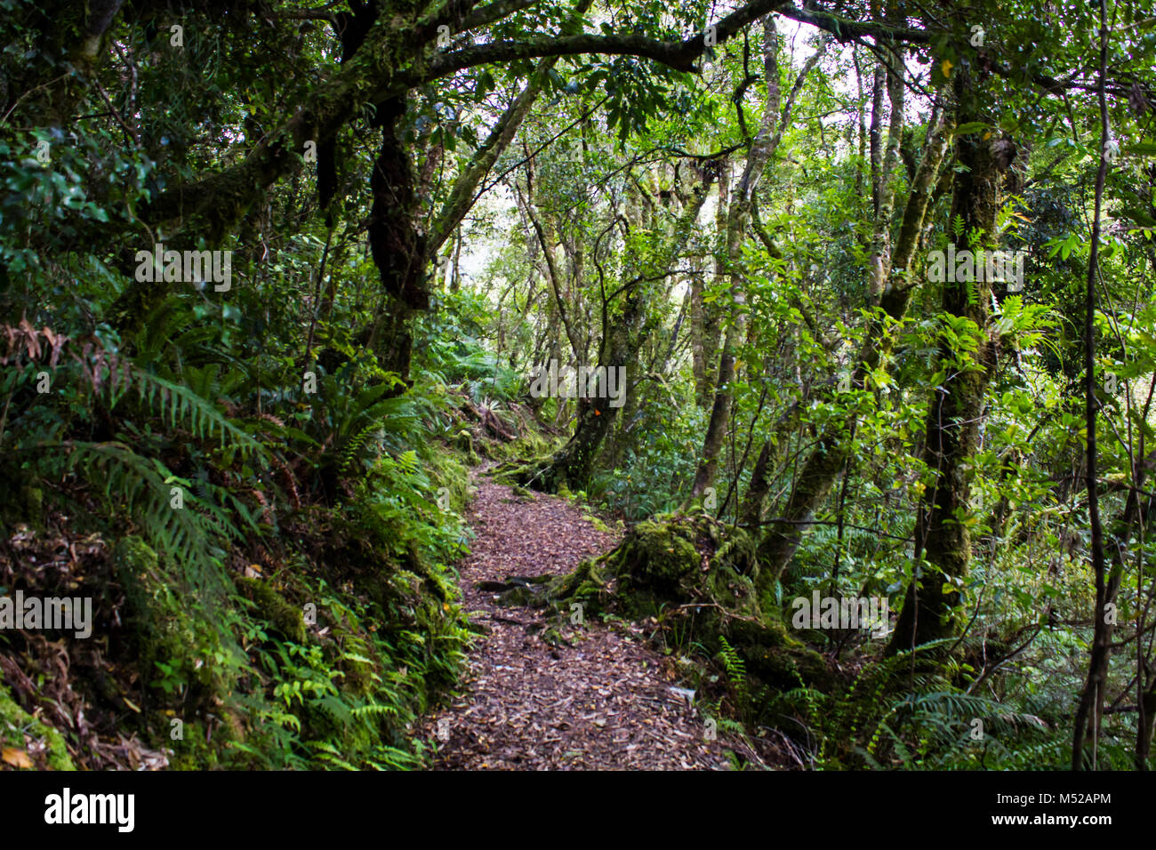 Rainforest New Zealand North Island High Resolution Stock Photography ...