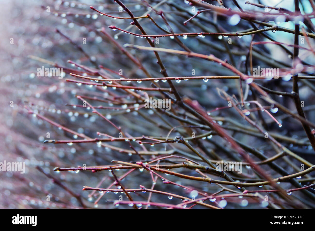 Wet branches bush in the rain Stock Photo - Alamy