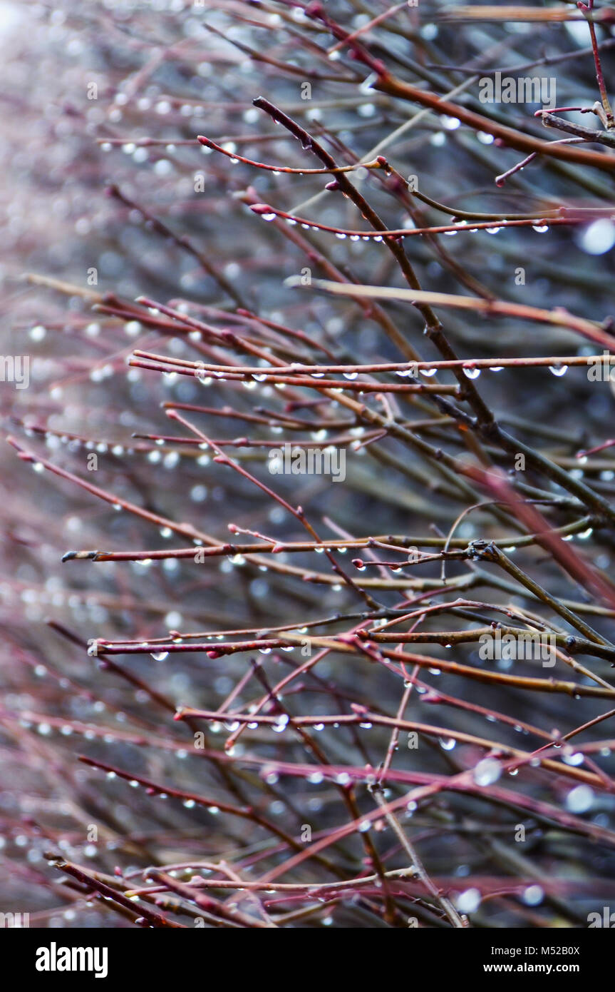 Wet branches bush in the rain Stock Photo - Alamy