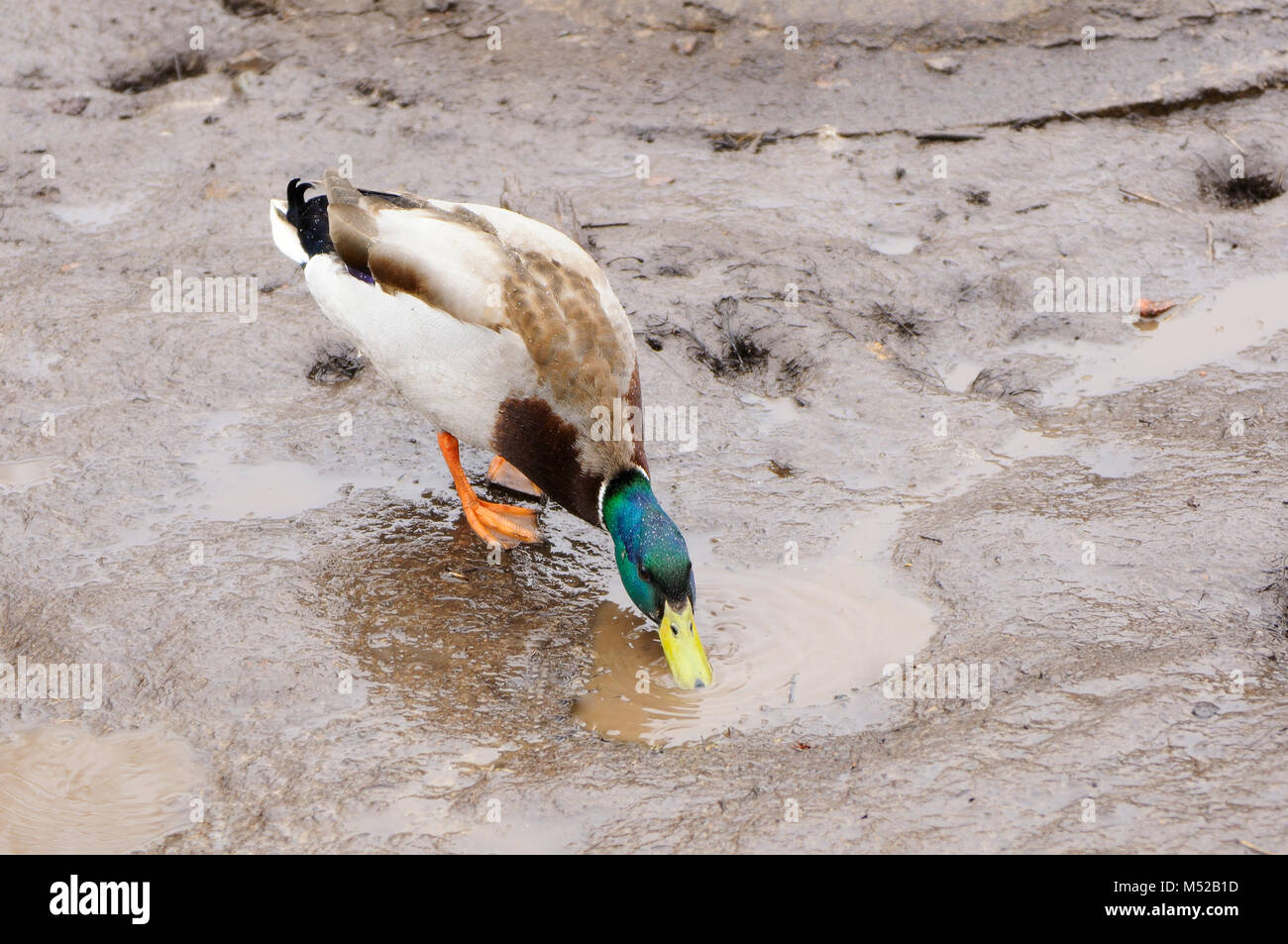Drake drinks water in a muddy puddle Stock Photo - Alamy