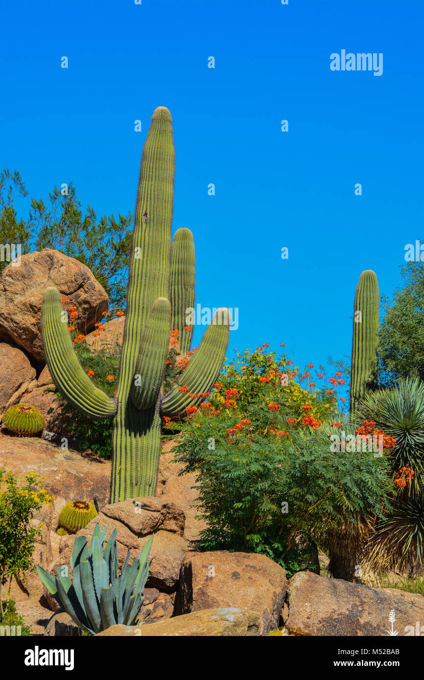 Desert cactus landscape in Arizona Stock Photo - Alamy