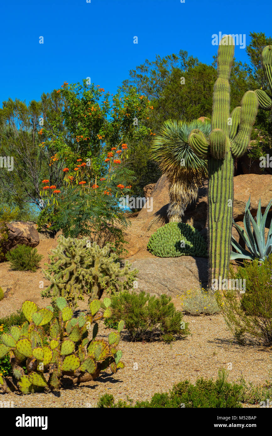 Desert cactus landscape in Arizona Stock Photo - Alamy