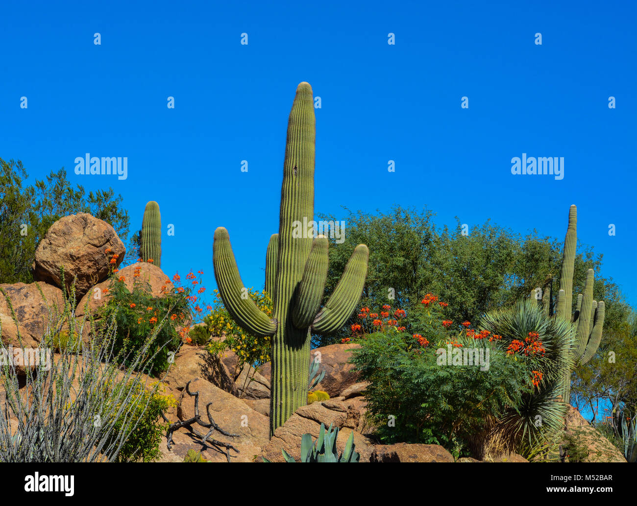 Tree like cactus hi-res stock photography and images - Alamy