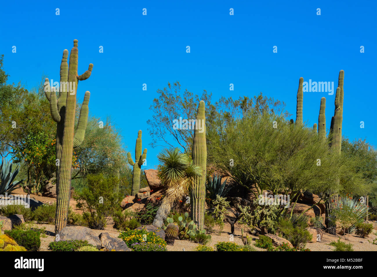 Desert cactus landscape in Arizona Stock Photo - Alamy
