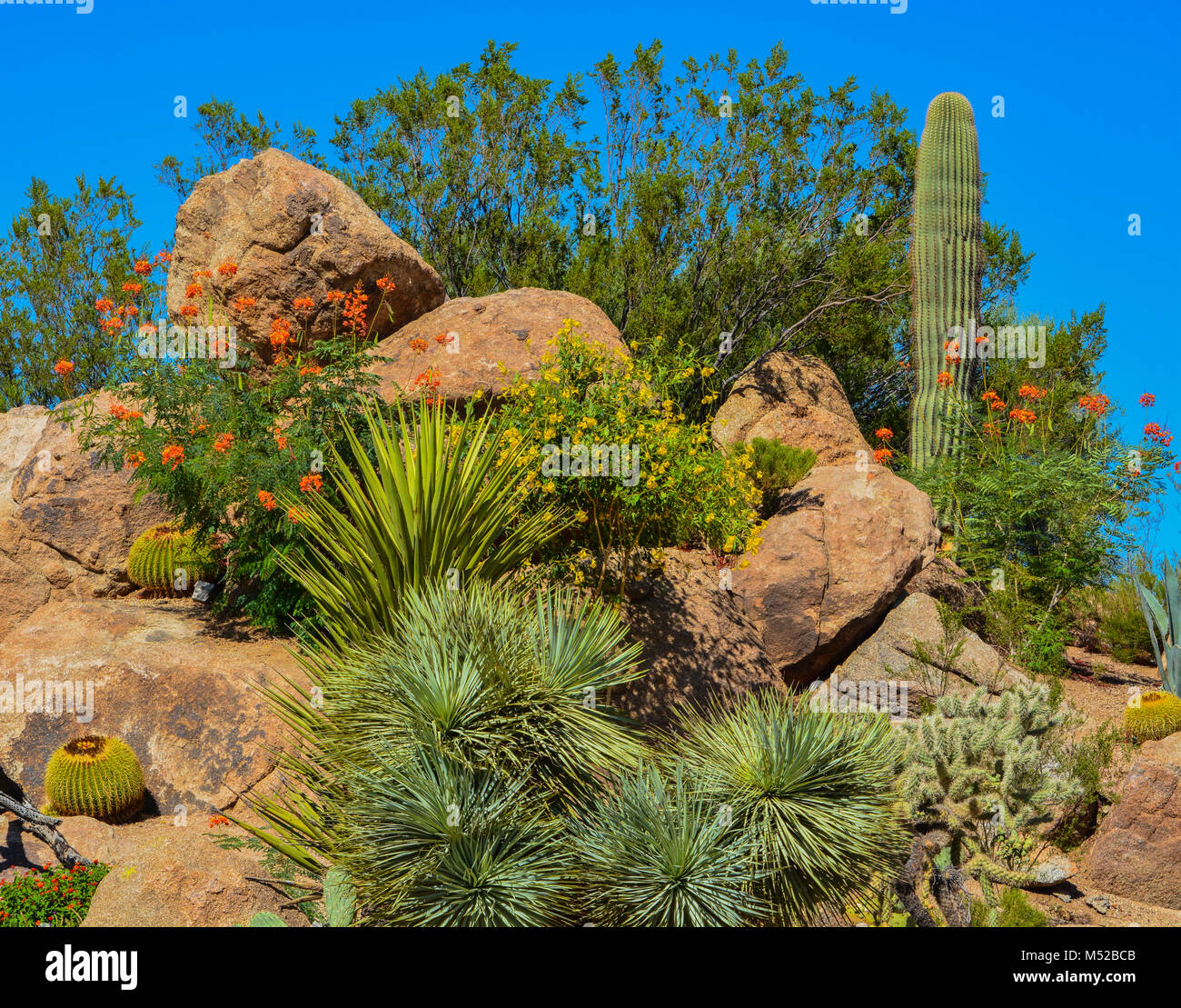 Desert cactus landscape in Arizona Stock Photo - Alamy