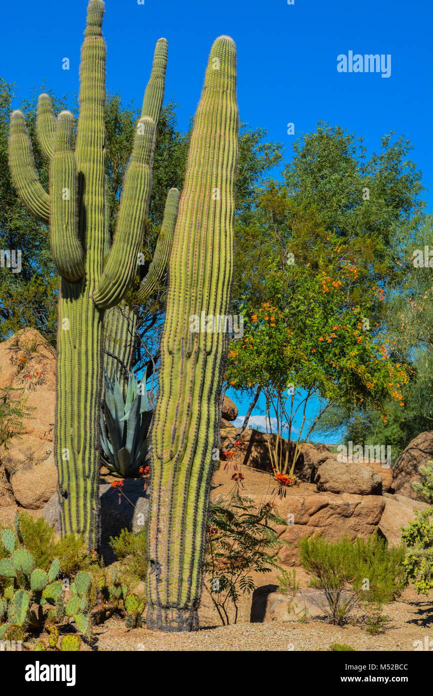 Tree like cactus hi-res stock photography and images - Alamy