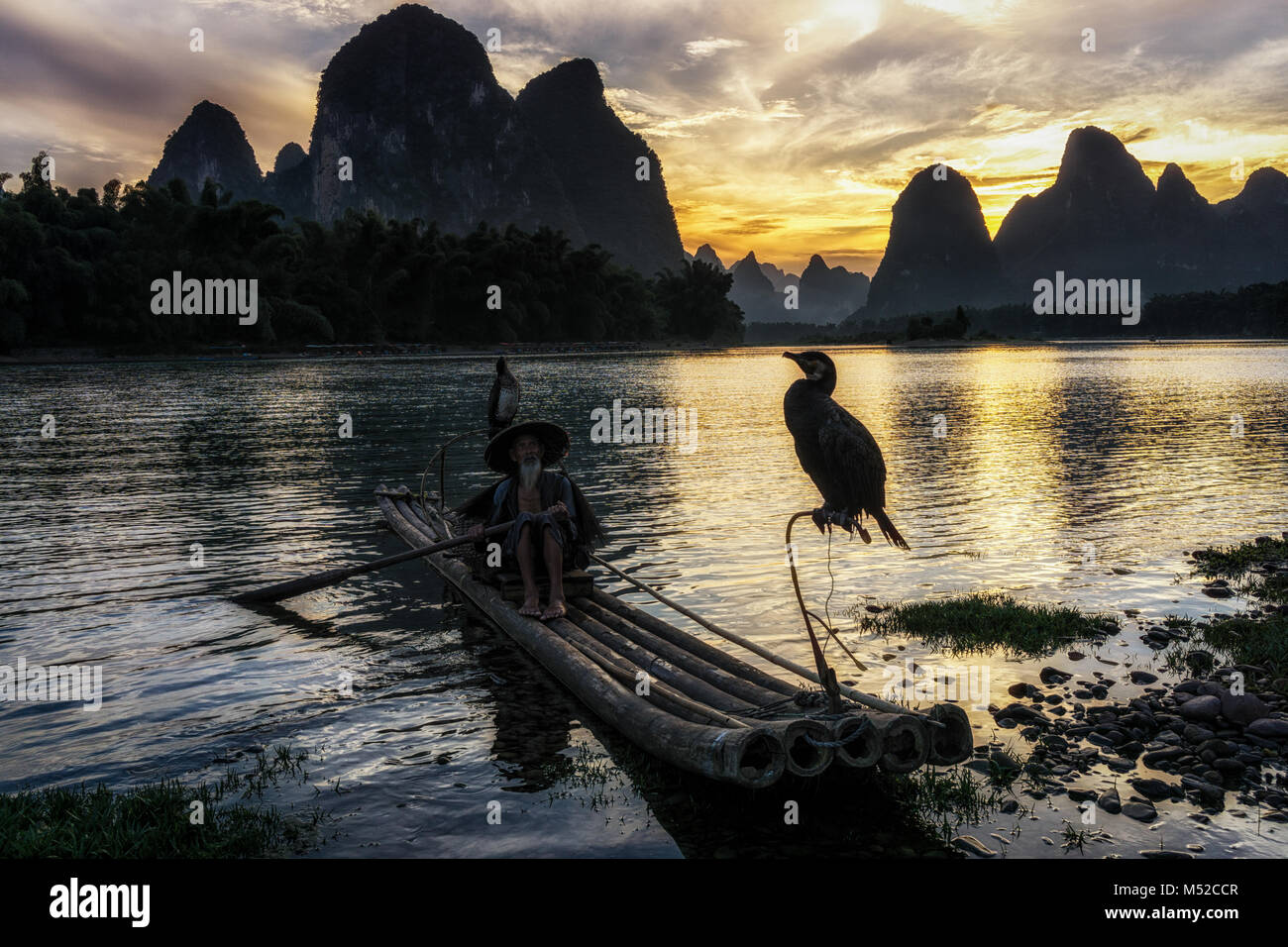 The cormant fisherman in li river Stock Photo - Alamy