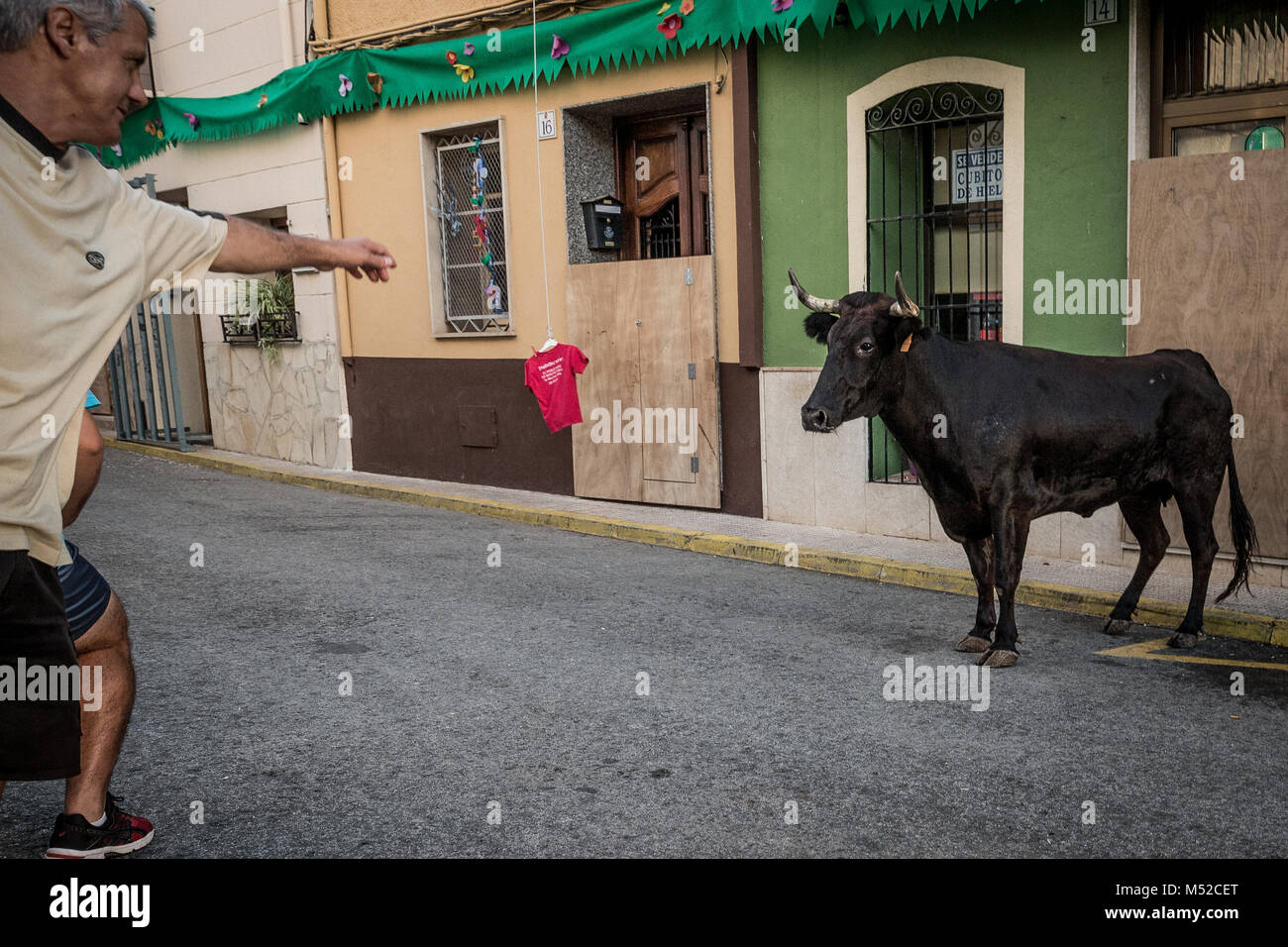 Traditional Bull Running in a small village just outside of Calpe ...